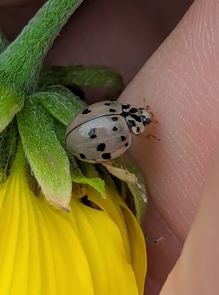 Ashy Gray Lady Beetle from Waimea, HI 96796, USA on January 30, 2025 at ...