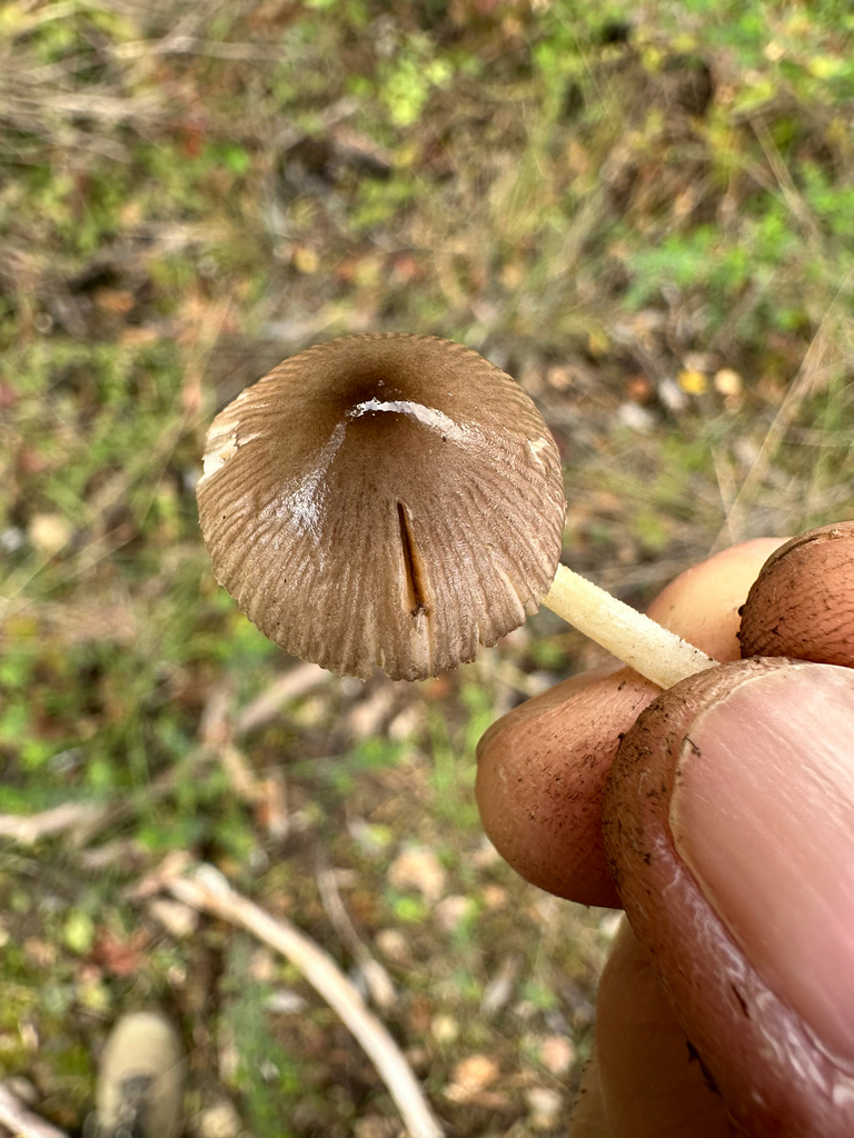 Bolbitius aleuriatus in January 2025 by ym_wang_pnw · iNaturalist