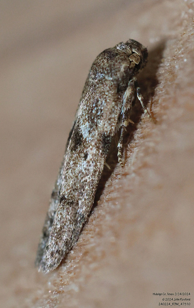 Hypatopa punctiferella from Mission, TX, USA on February 24, 2024 at 03 ...