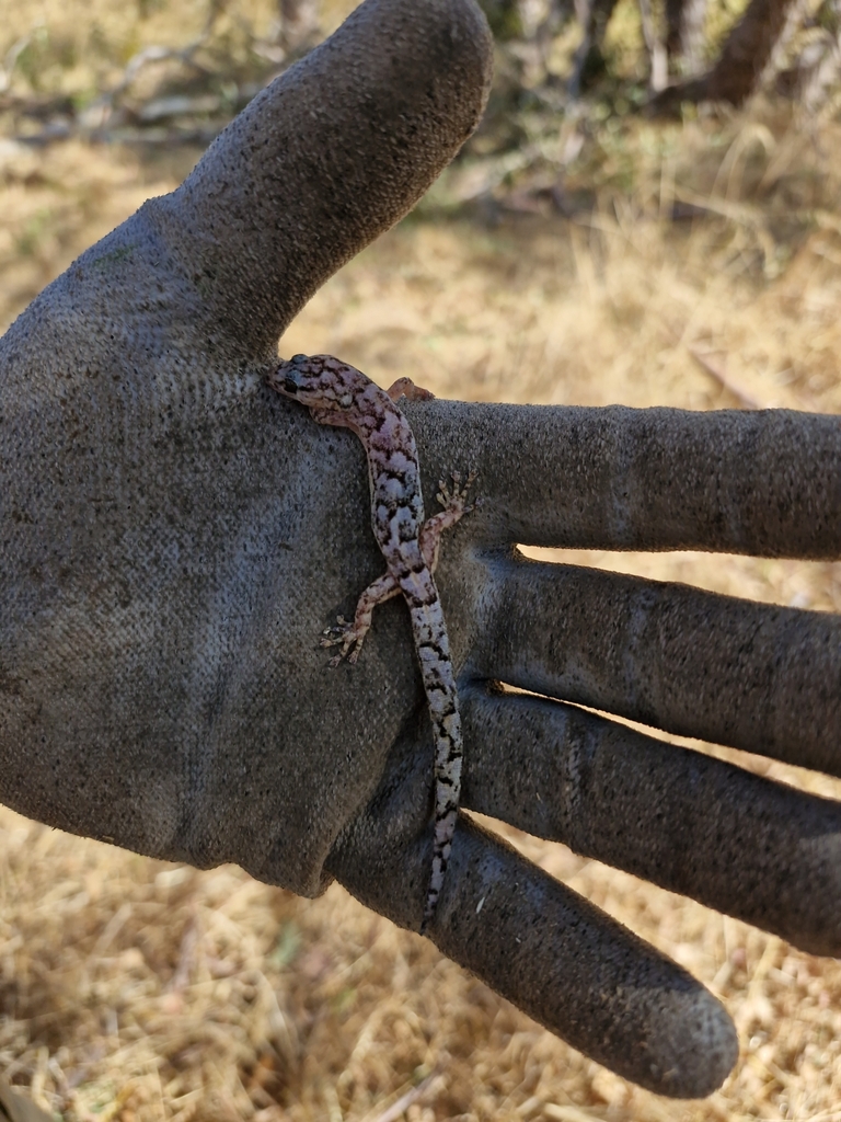 Southern Marbled Gecko from City Beach WA 6015, Australia on January 31 ...