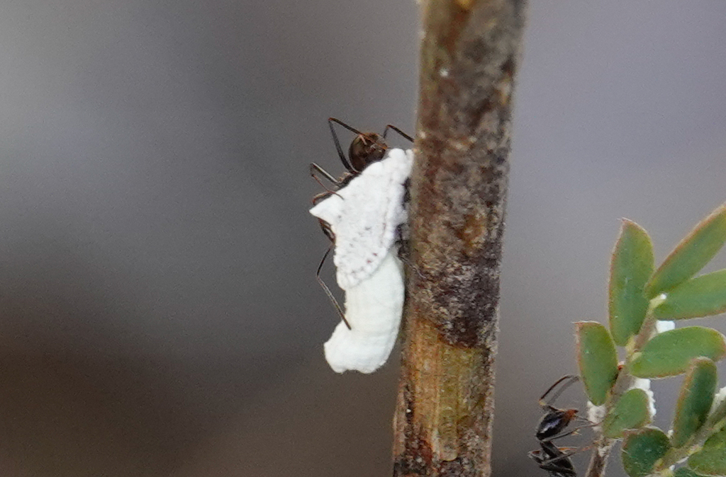 Genista Giant Scale Insect from 9694+Q6P Lethem Airport, Lethem on ...
