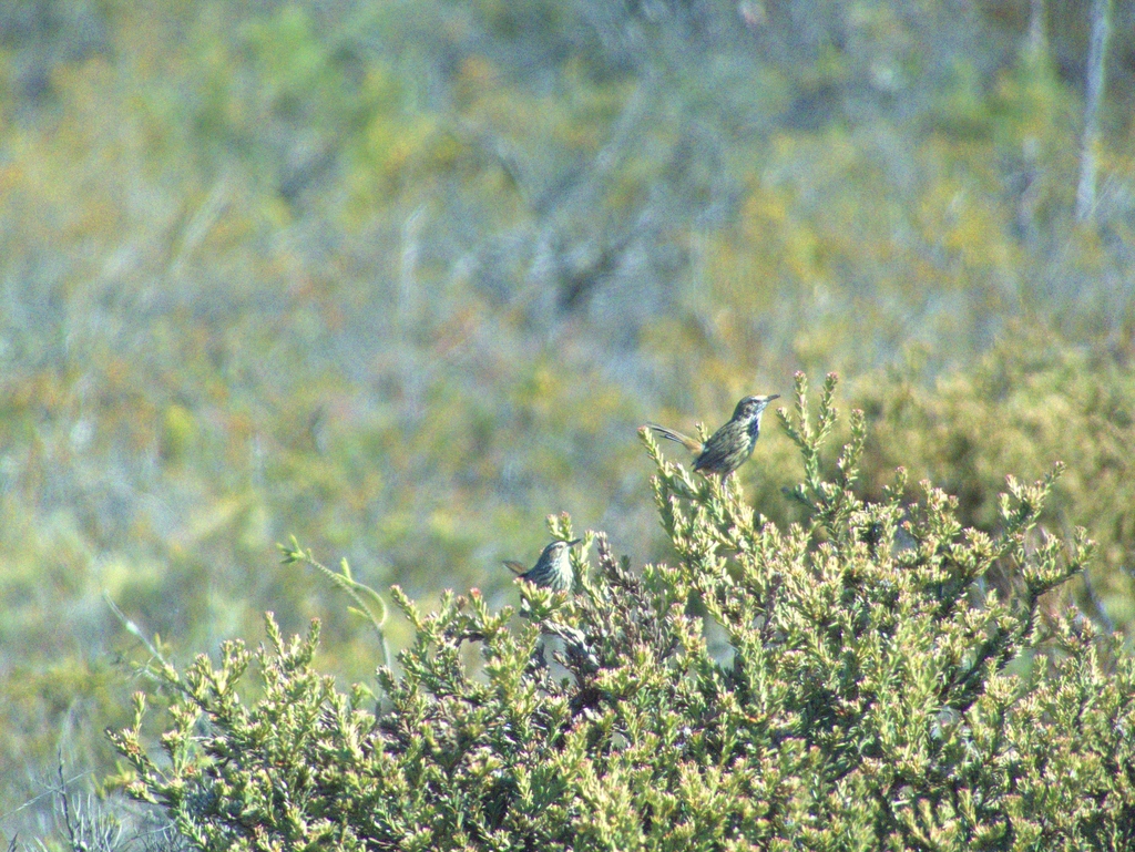 Western Fieldwren from Stirling Range National Park WA 6338, Australia ...
