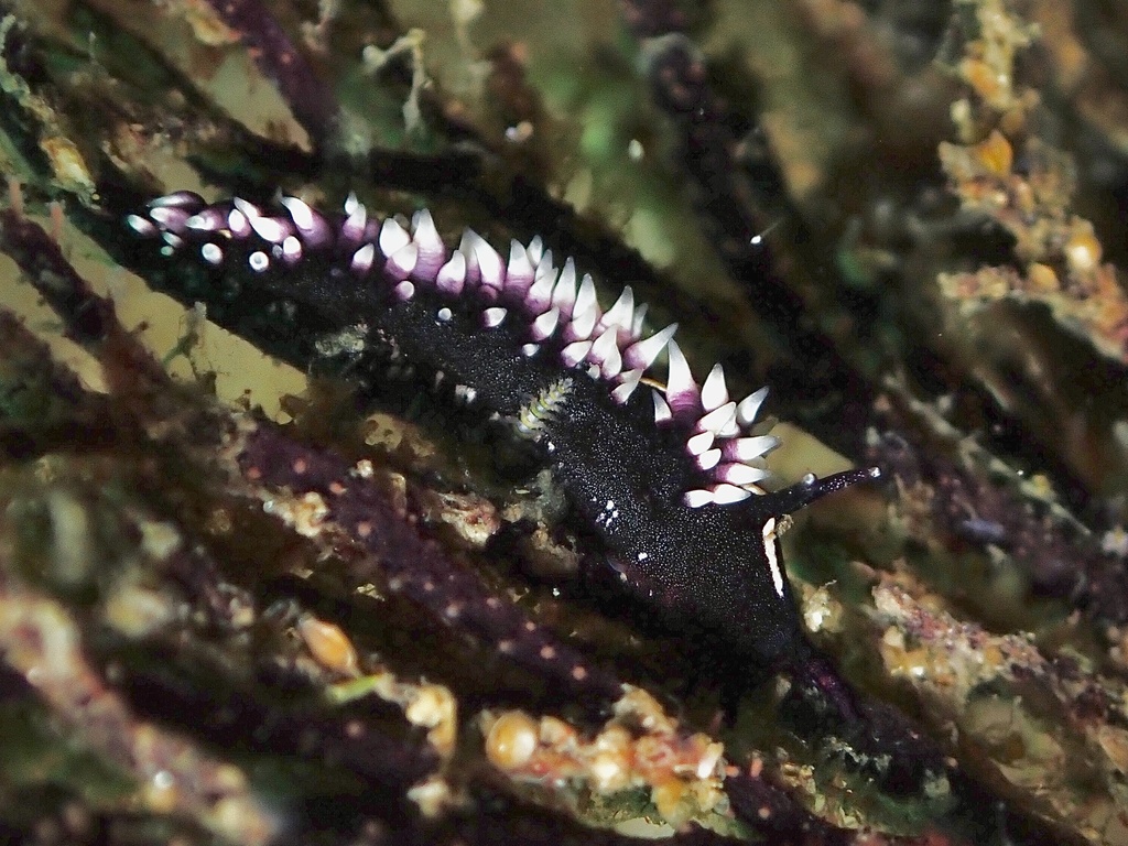 Sea Fan Nudibranch from Tasman Sea, Sandy Beach, NSW, AU on January 31 ...