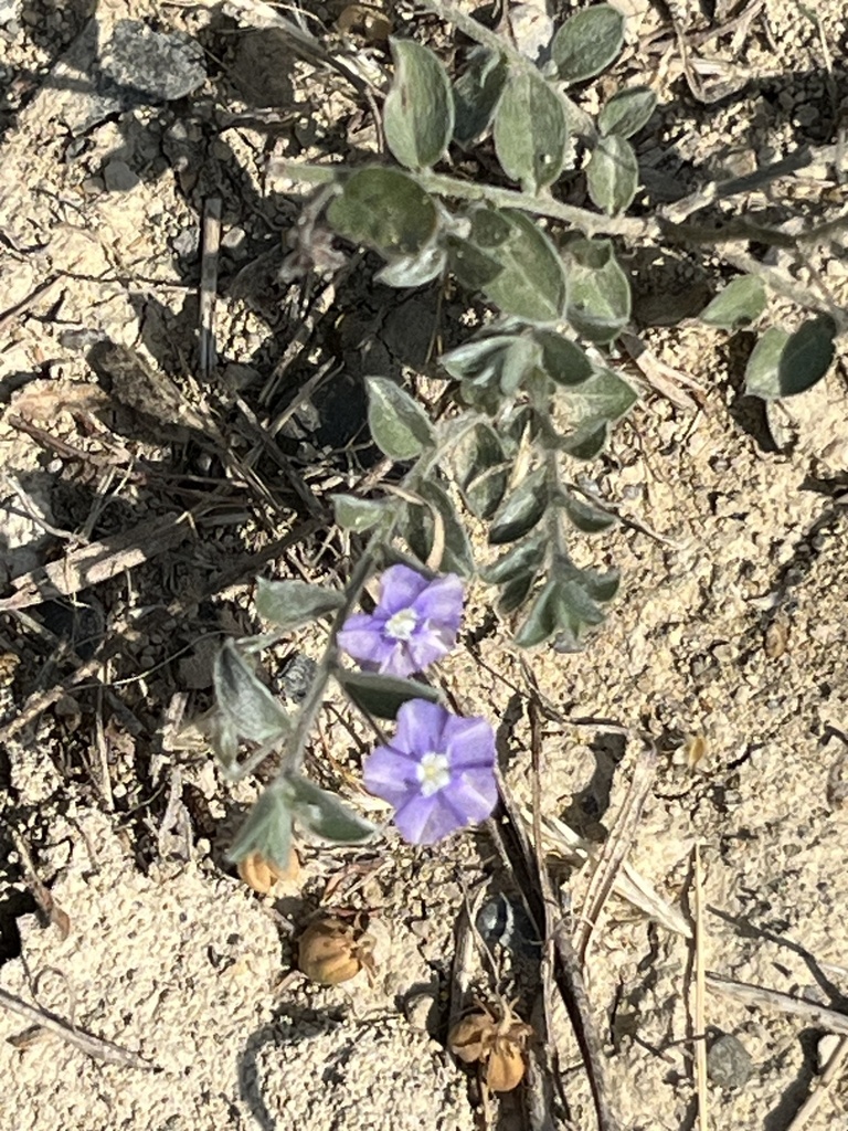 tropical speedwell from Anacahuita Botanical Garden, Victoria, Tamps ...