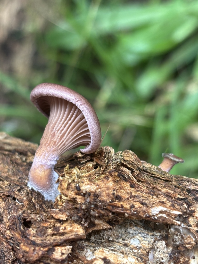 Panus from East Harbour Regional park, Lower Hutt, Wellington, NZ on ...