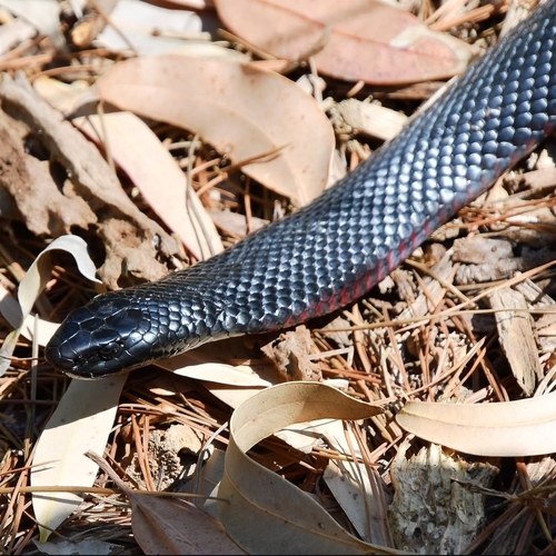 Red-bellied Black Snake (Pseudechis porphyriacus) - Snakes and Lizards