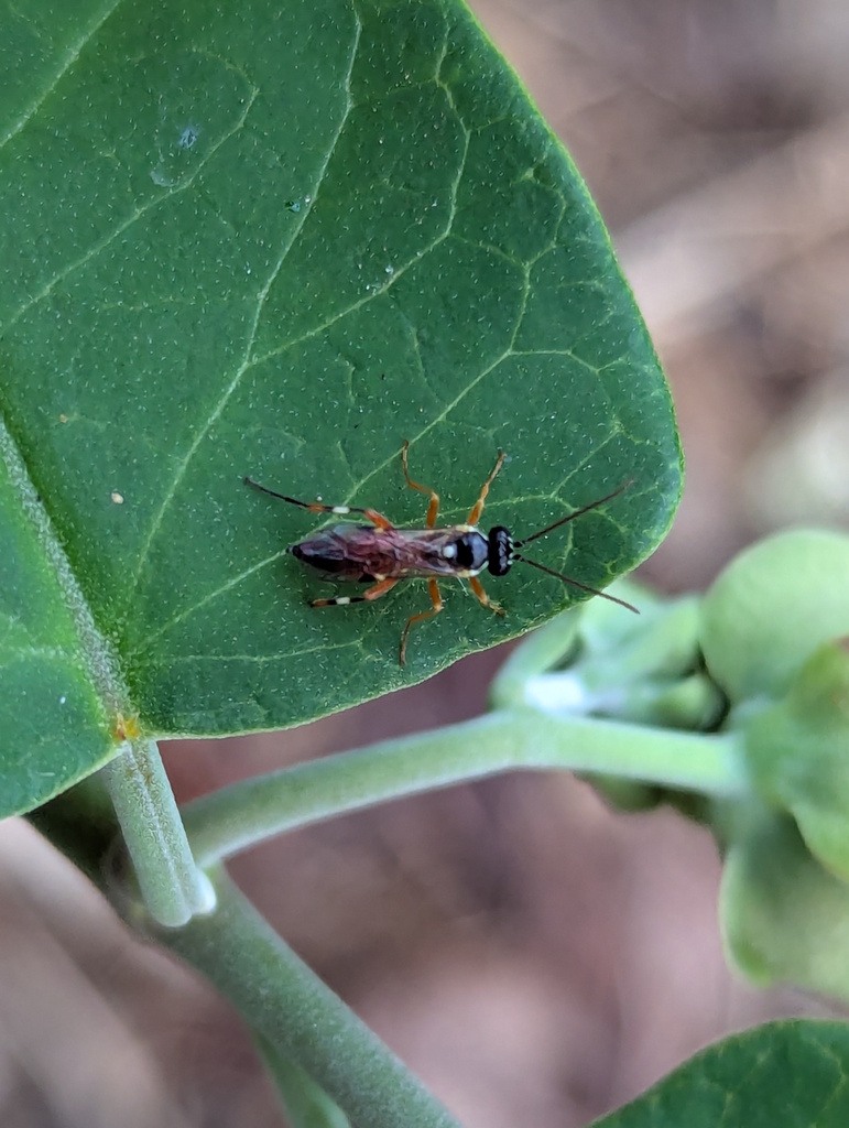 Diplazon from Kempsey NSW 2440, Australia on January 31, 2025 at 06:36 ...