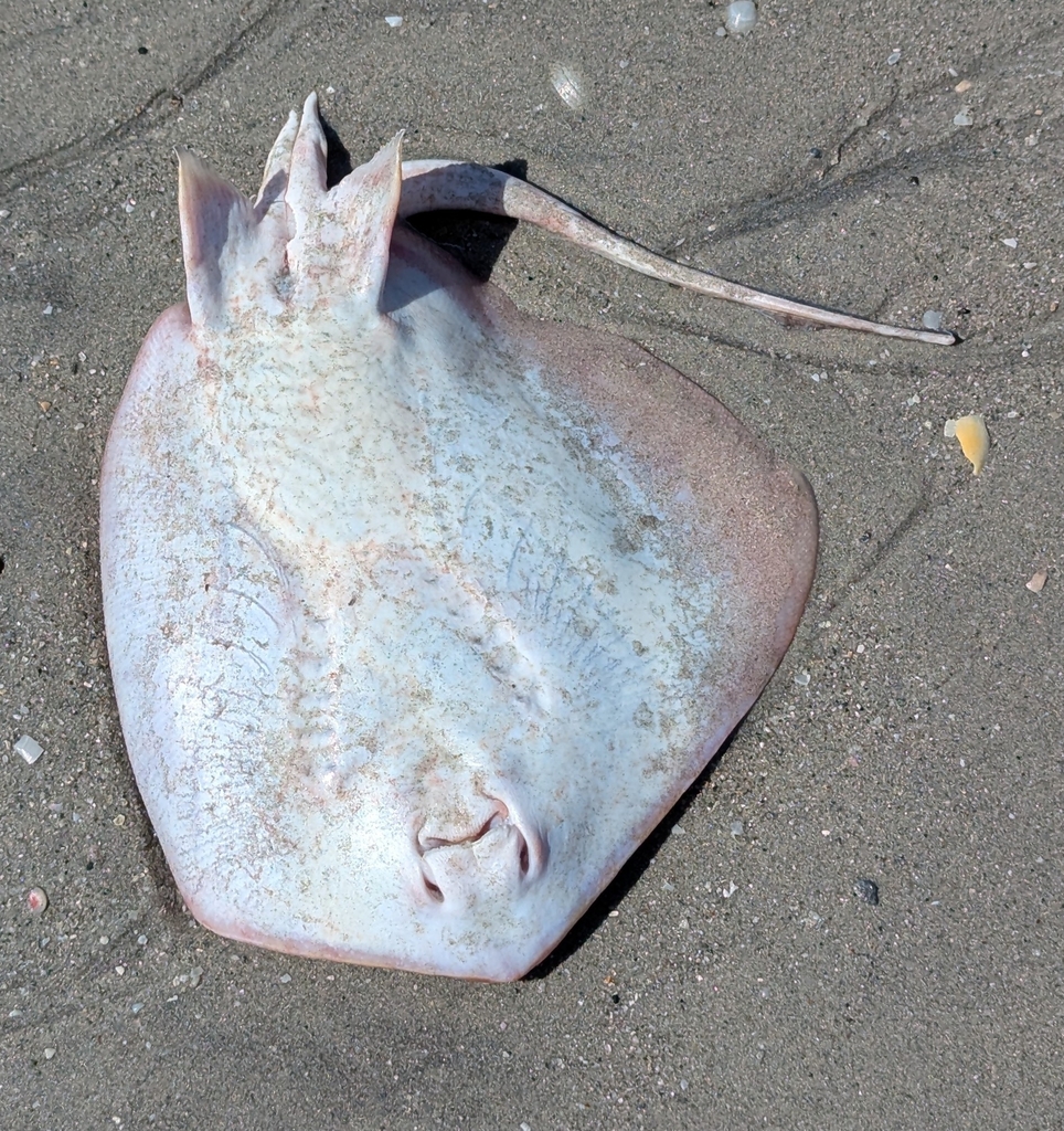 Indian Ocean Blue-spotted Maskray from PPWM+P37, Oman on January 28 ...