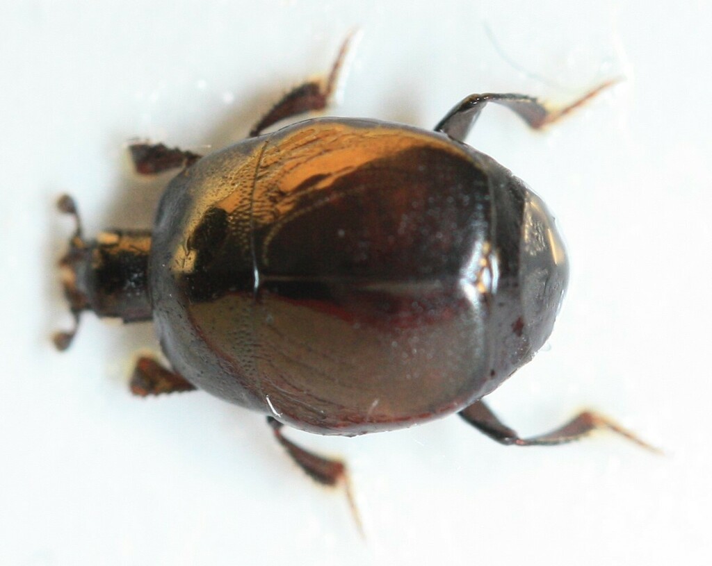 Saprinus semistriatus from Серебряно-Прудский р-н, Московская обл ...