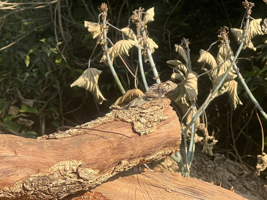 Calotes wangi wangi from 香港大嶼山東澳古道 on December 7, 2024 at 11:19 AM by ...