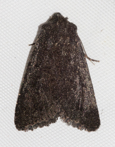 Aseptis fanatica · iNaturalist