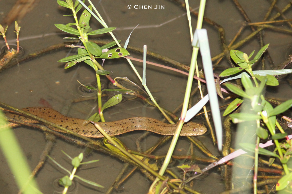 Chinese Water Snake in November 2023 by Chen Jin · iNaturalist