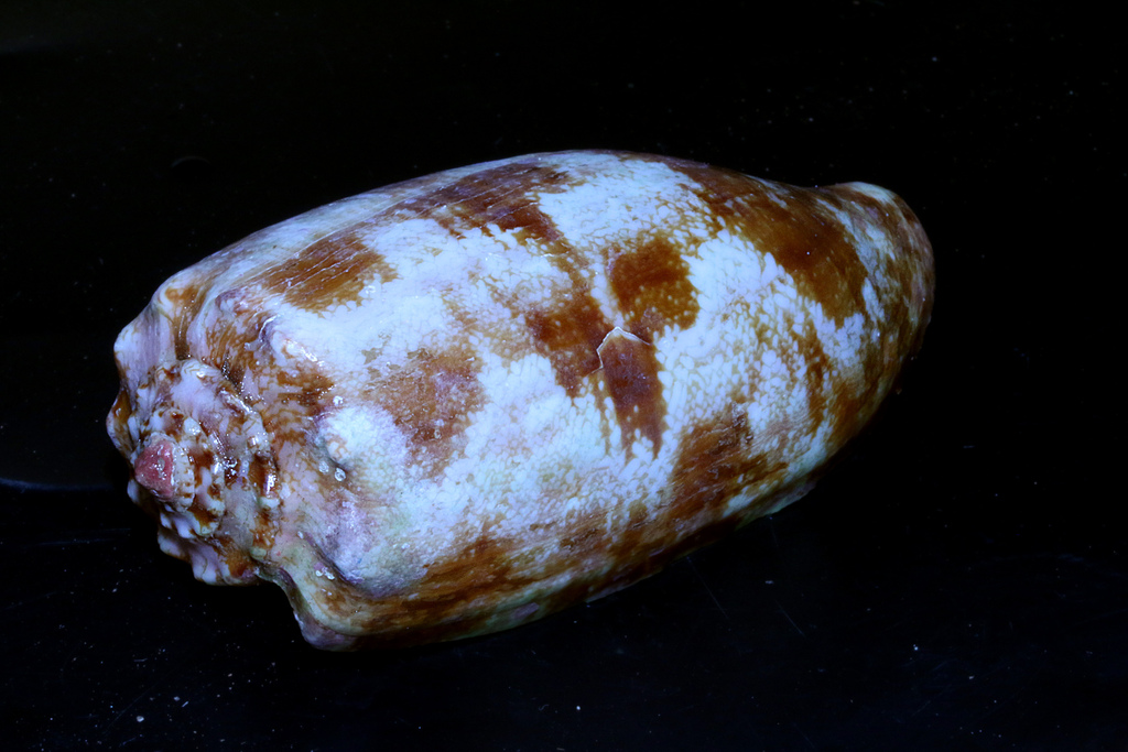 Geography Cone from Tantabiddi, Exmouth, WA, Australia on January 31 ...