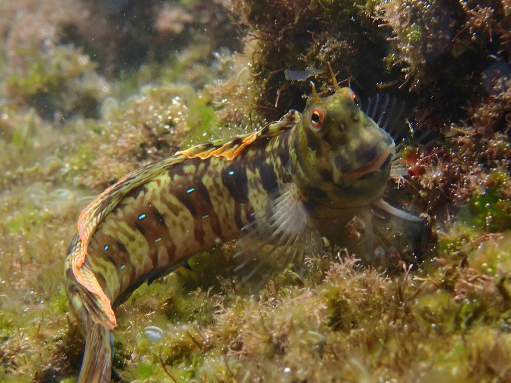 Blue-dashed rockskipper from Mabibi Campsite, Mabibi, South Africa on ...