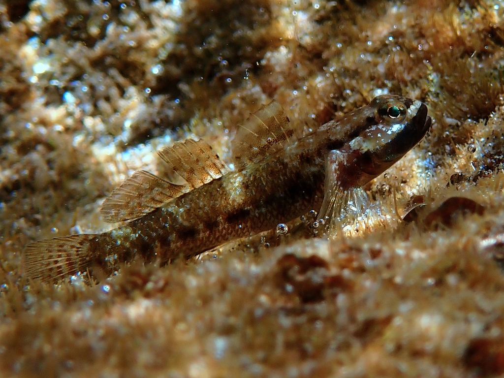 Cocos Frillgoby from Mabibi Campsite, Mabibi, South Africa on January ...