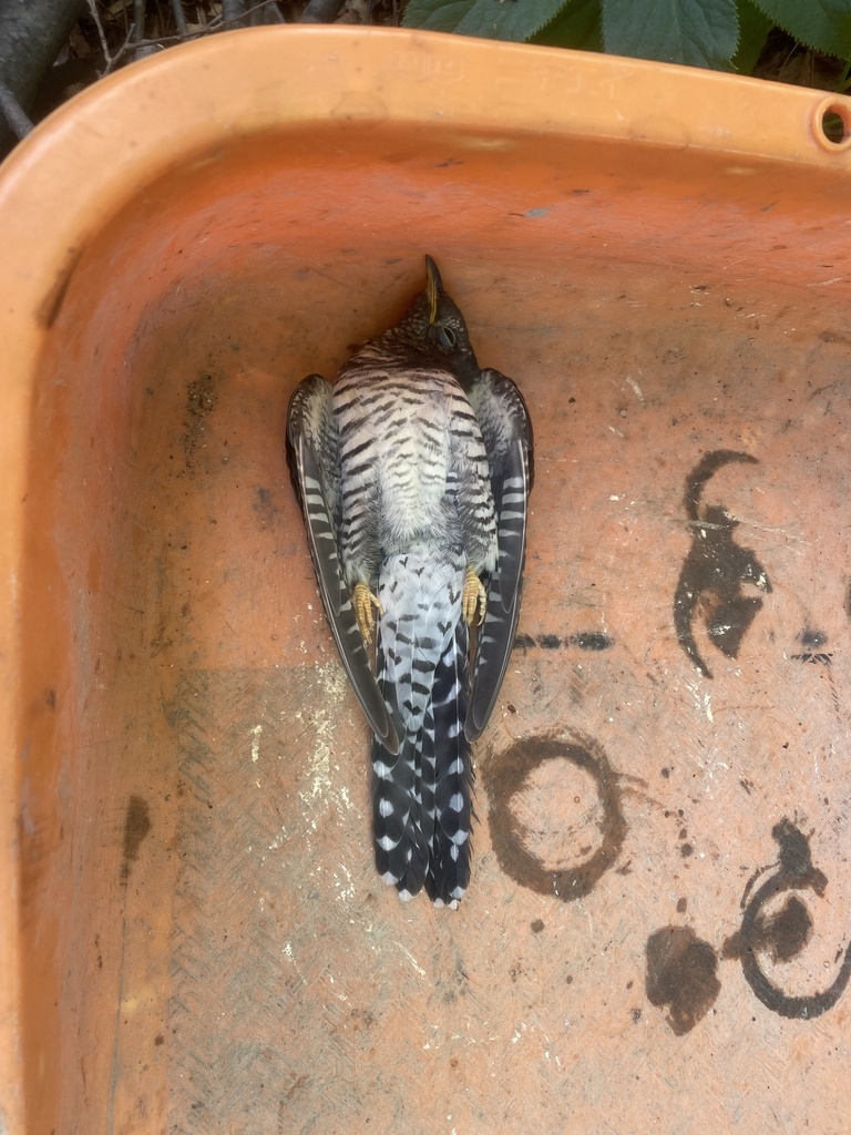 Typical Old World Cuckoos from 本州, 久喜市, 埼玉県, JP on July 30, 2024 at 07: ...