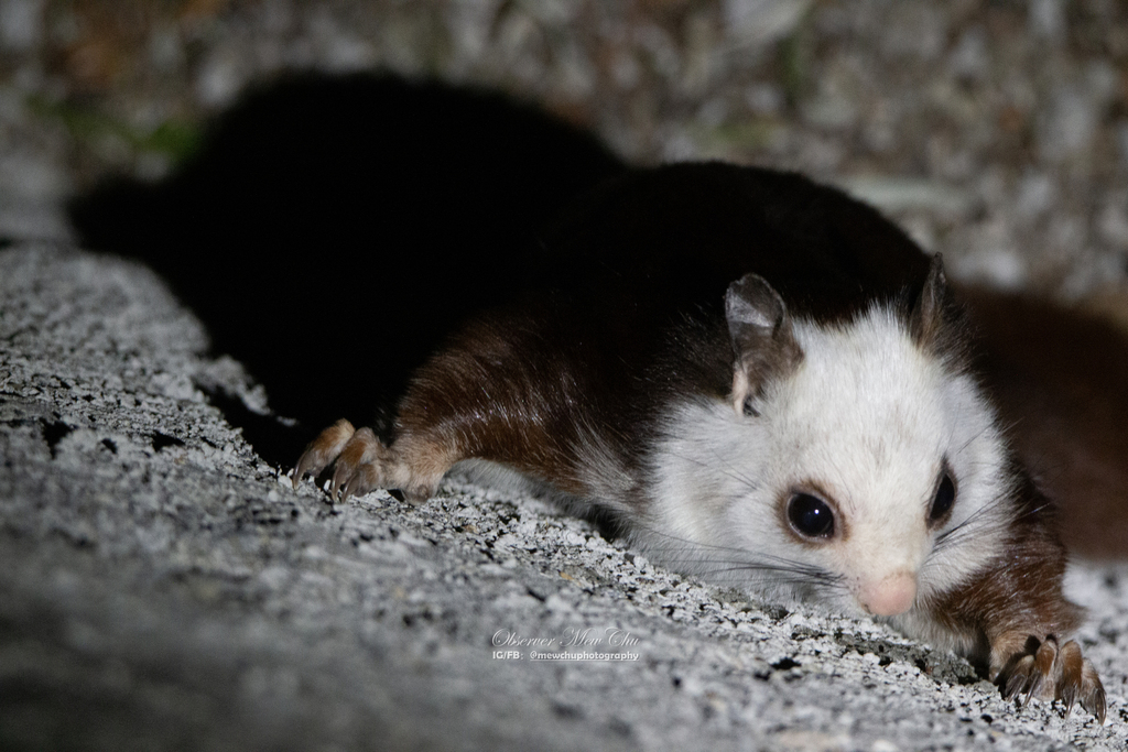 Taiwan Red-and-white Giant Flying Squirrel from 424台灣台中市和平區雪山路18號大雪山國家 ...