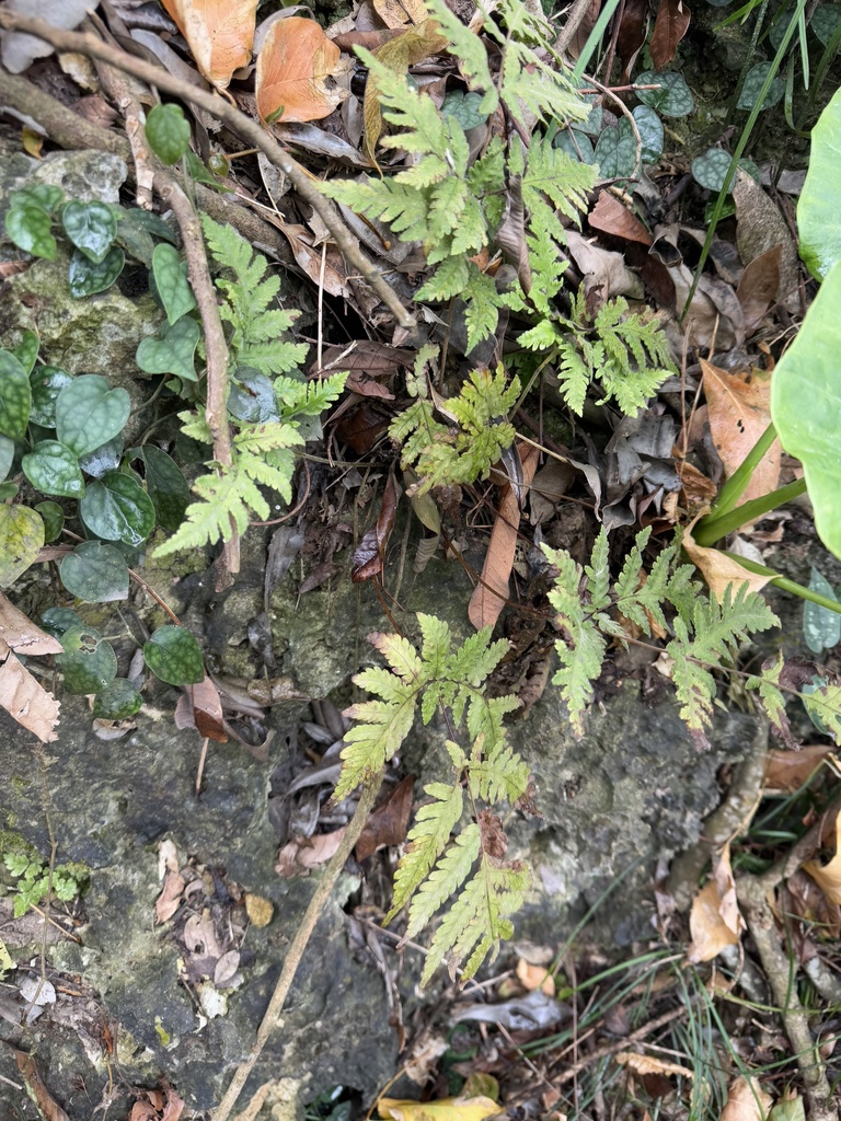 Tectaria devexa from 壽山國家自然公園, 鼓山區, 高雄市, TW on January 31, 2025 at 10: ...