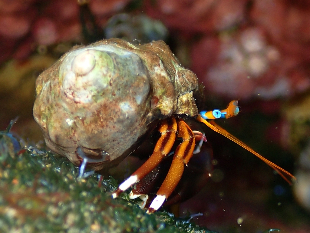 Left-handed Hermit Crab from Nkundwini, South Africa on January 17 ...