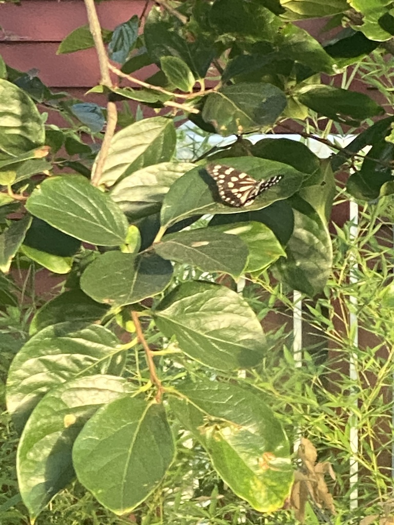 Siren from 本州, 久喜市, 埼玉県, JP on July 29, 2023 at 05:28 PM by rinsen ...