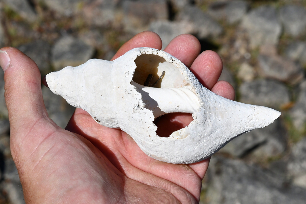 Australian Horse Conch from Maria Island, TAS 7190, Australia on ...