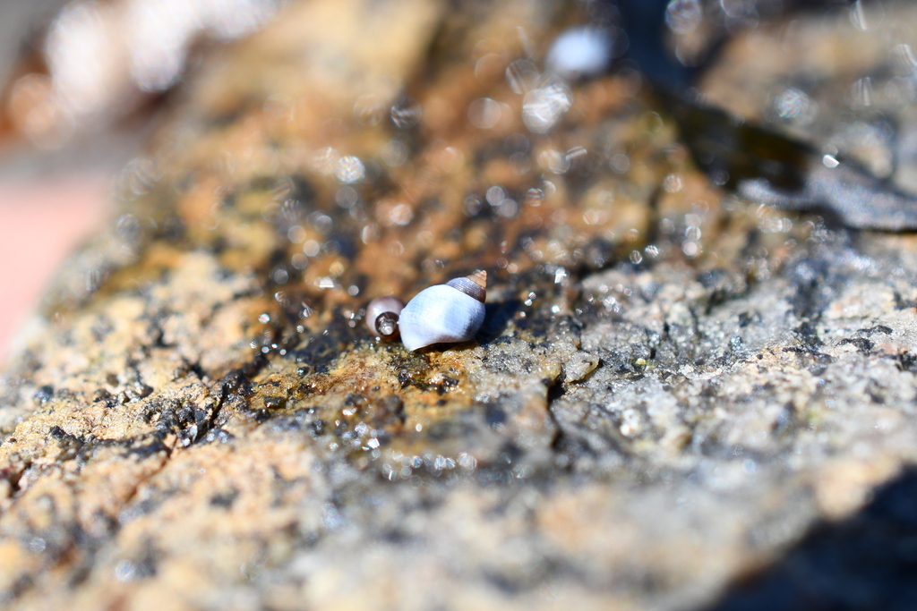 Little Blue Periwinkle from Maria Island, TAS 7190, Australia on ...