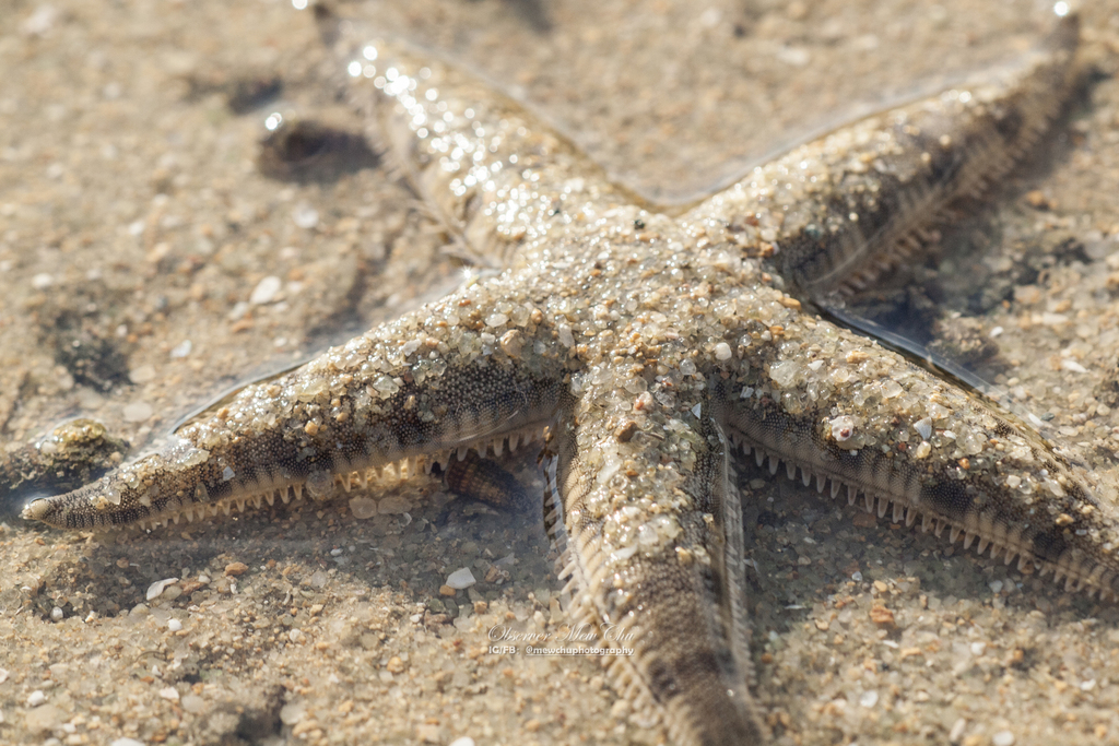 Indo-Pacific Sand Star from 香港龍尾灘 on July 1, 2010 at 05:33 PM by mew ...