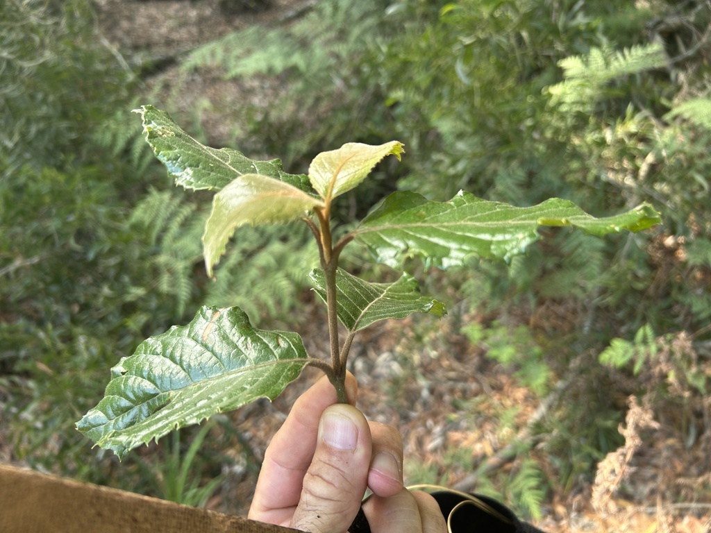 Assegai tree in January 2025 by markberry · iNaturalist