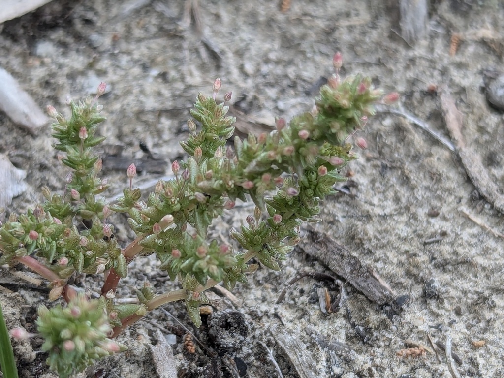 Crassula colligata from Kangarilla SA 5157, Australia on October 04 ...