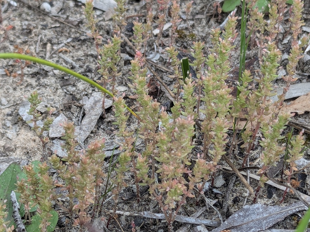 Crassula colligata from Kangarilla SA 5157, Australia on October 4 ...