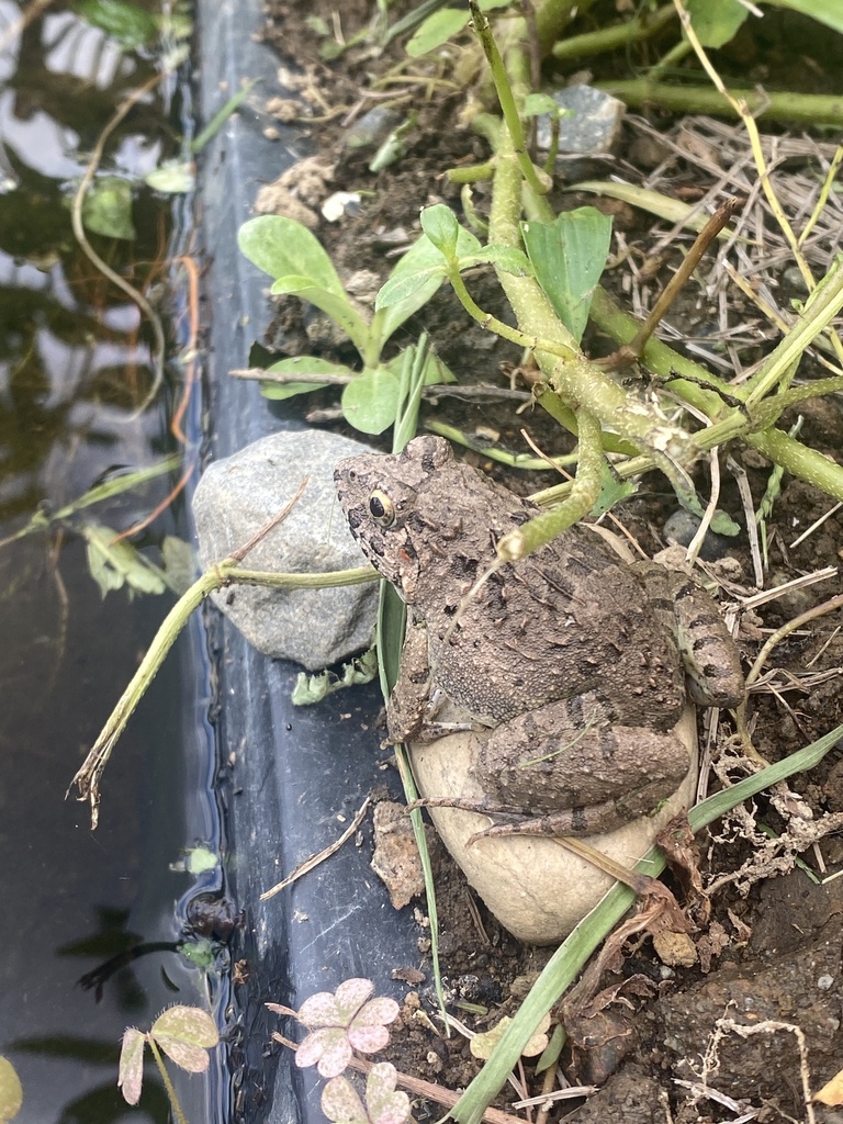 Rice field frog from 本州, 久喜市, 埼玉県, JP on September 11, 2023 at 01:27 PM ...
