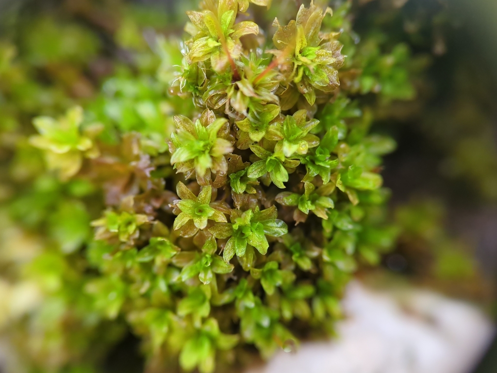 Water Screw-moss (Syntrichia latifolia) - Botanical Realm