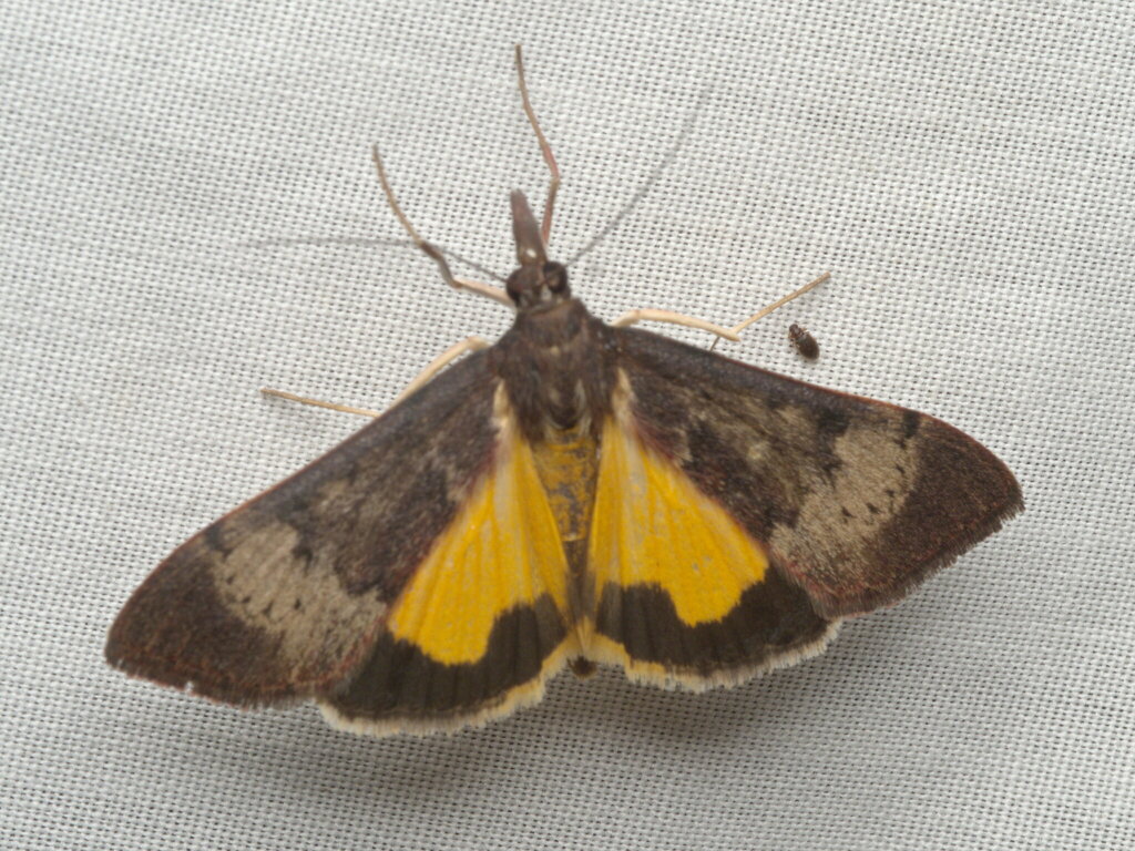 Tree Lucerne Moth from Geelong VIC, Australia on January 31, 2025 at 10 ...