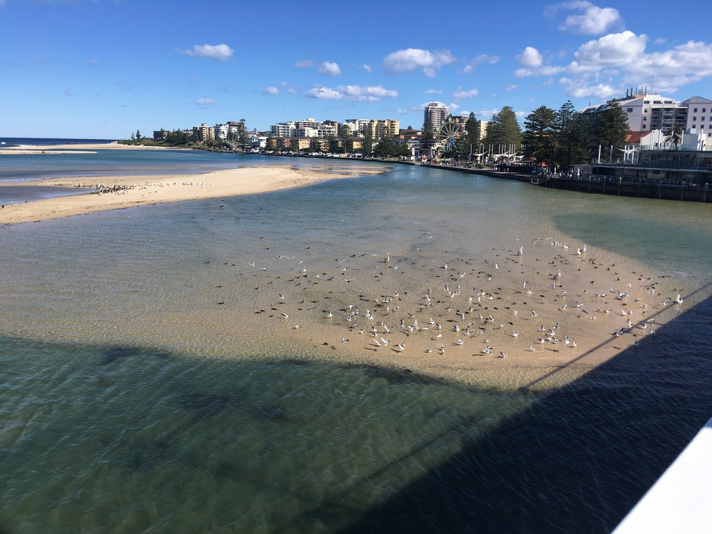 Australian Pelican from Central Coast NSW, Australia on September 26, 2020 at 02:32 PM by Zichen ...