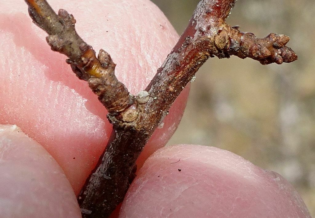 Sloe Hairstreak from 71 Weil der Stadt, Deutschland on January 31, 2025 ...