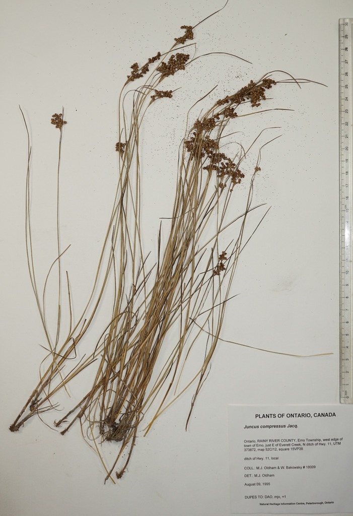 Flattened Rush from Canada, Ontario, RAINY RIVER County, west edge of ...