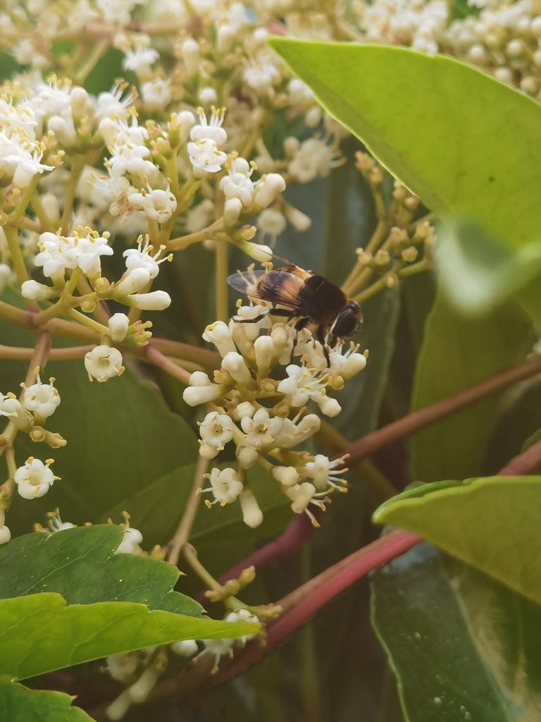 Phytomia on June 8, 2022 at 05:13 PM by Jo5h · iNaturalist