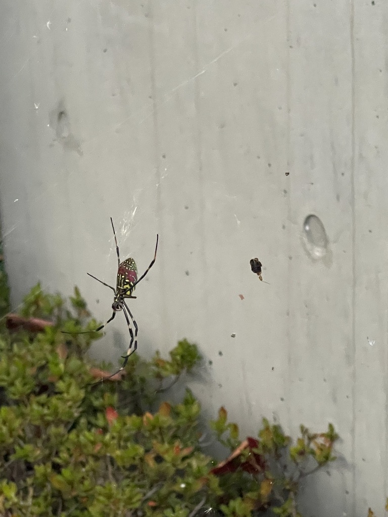 Joro Spider from Kyoto, Japan on November 22, 2024 at 04:48 PM by ...