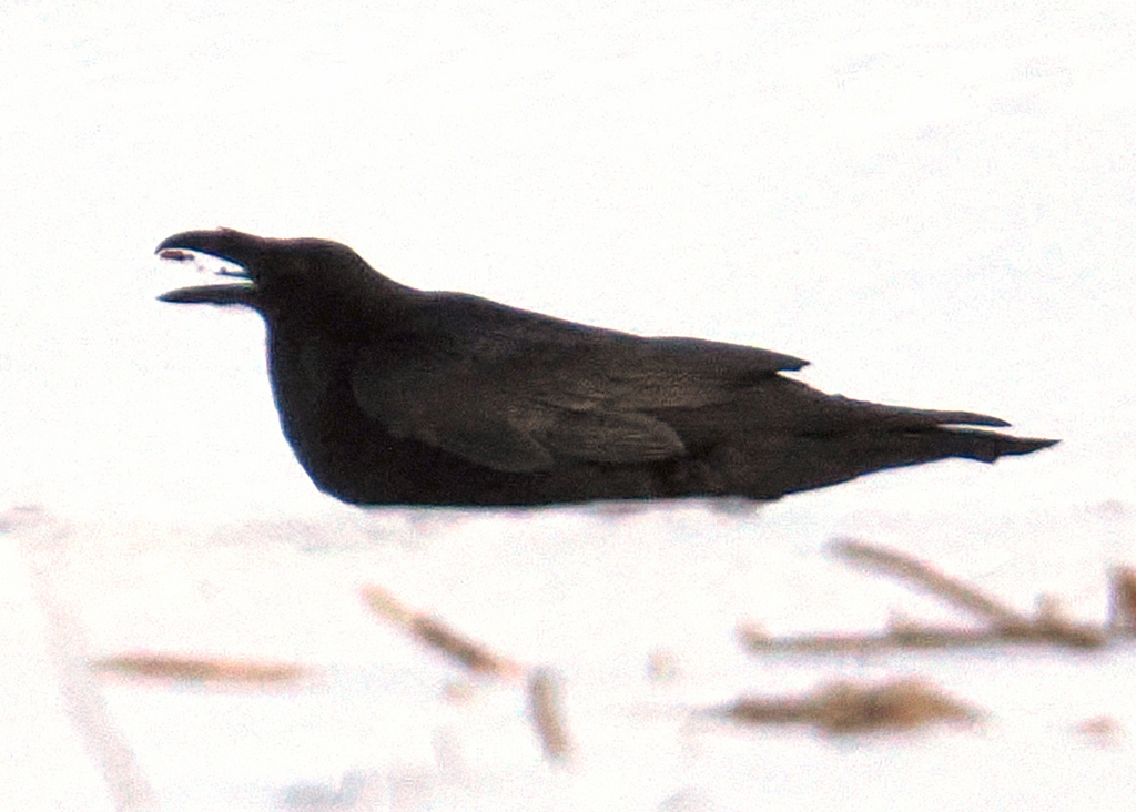 Common Raven from Pickering, ON, Canada on January 29, 2025 at 03:26 PM ...