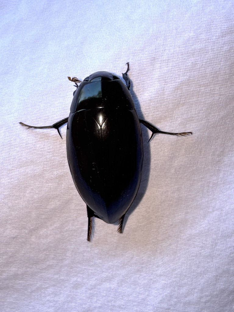 Giant Water Scavenger Beetles from Cabo Corrientes, Jal., MX on January ...