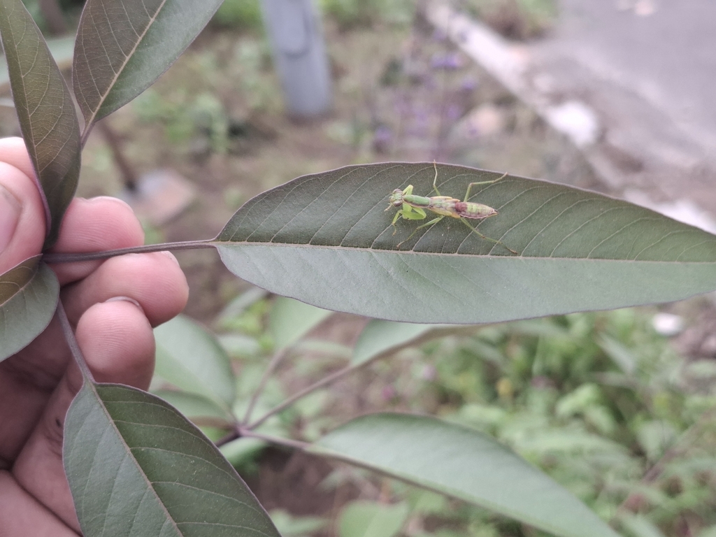 Asian Ant Mantises from Kurunduwatta, Colombo, Sri Lanka on January 31 ...