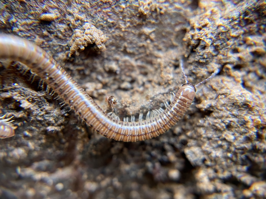 Parajulid Millipedes in January 2025 by northerly · iNaturalist