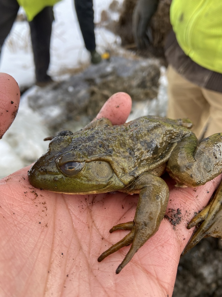 American Bullfrog from Wellsboro, PA, US on January 24, 2025 at 10:20 ...