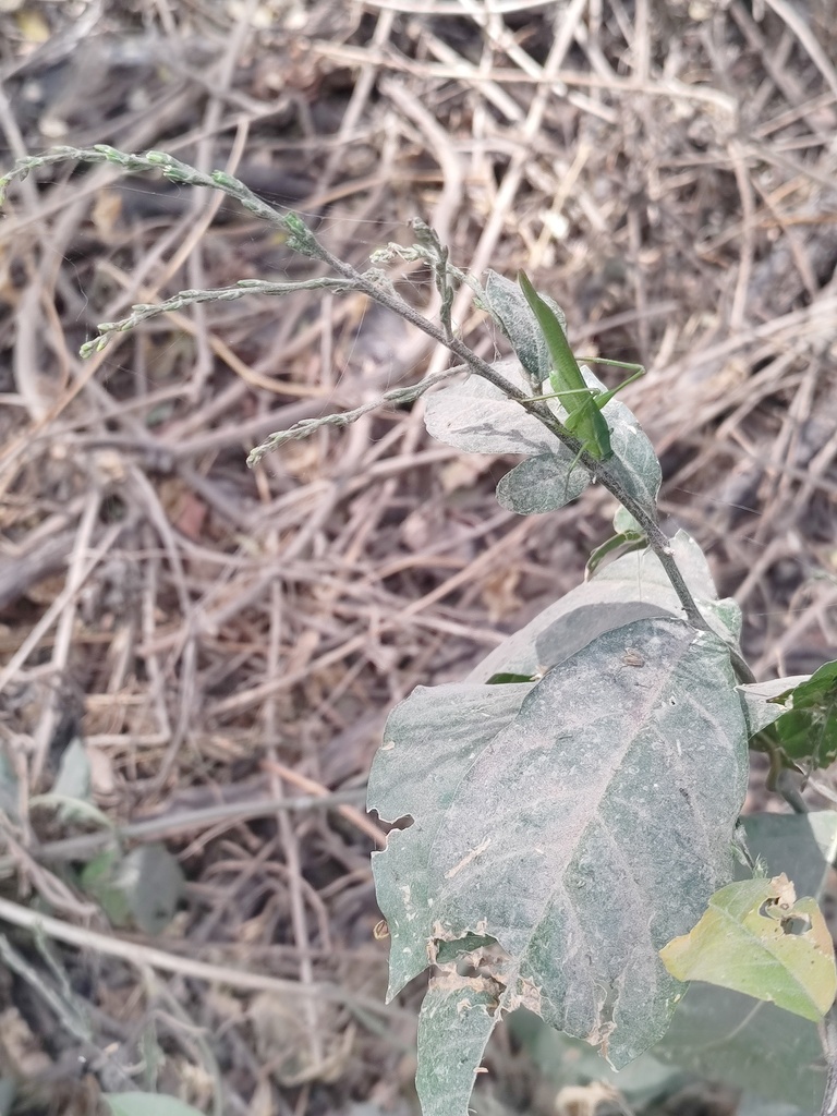 Carricillo silvestre desde Guadalajara, Jal., México el 21 de diciembre ...