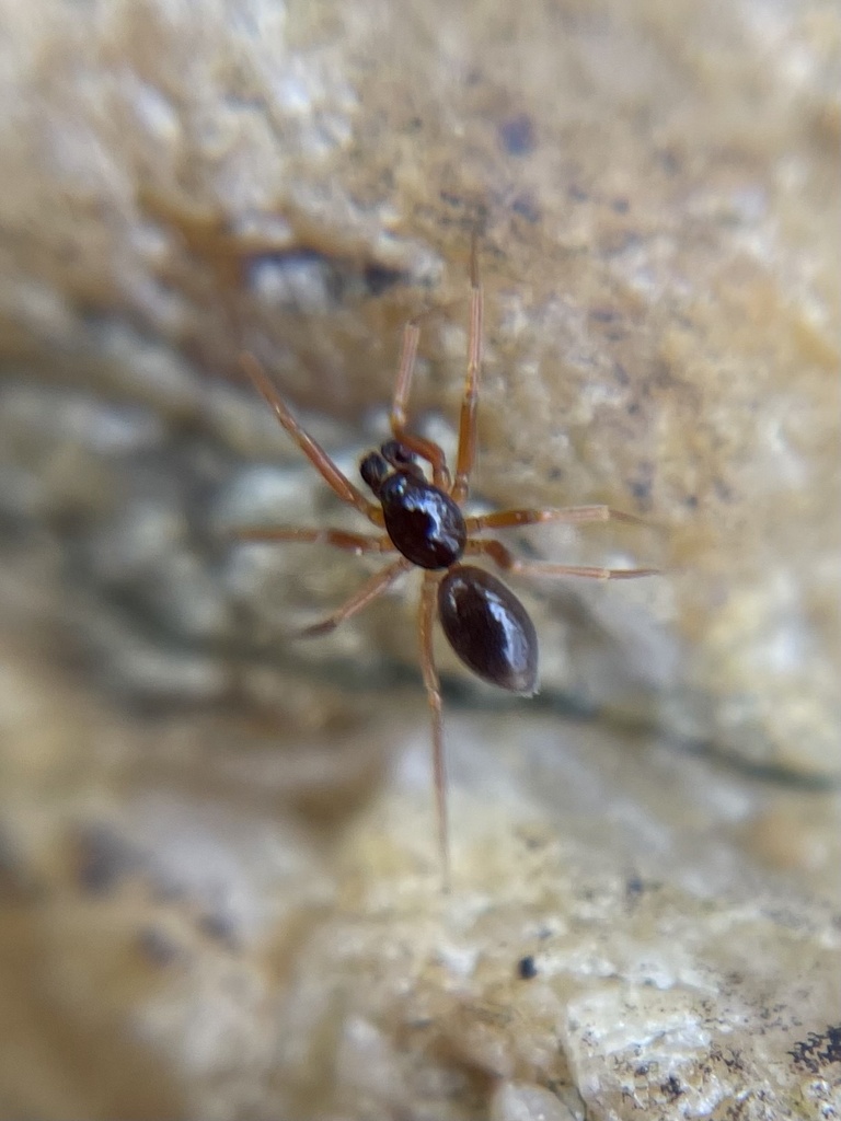 Dwarf Spiders in January 2025 by northerly · iNaturalist