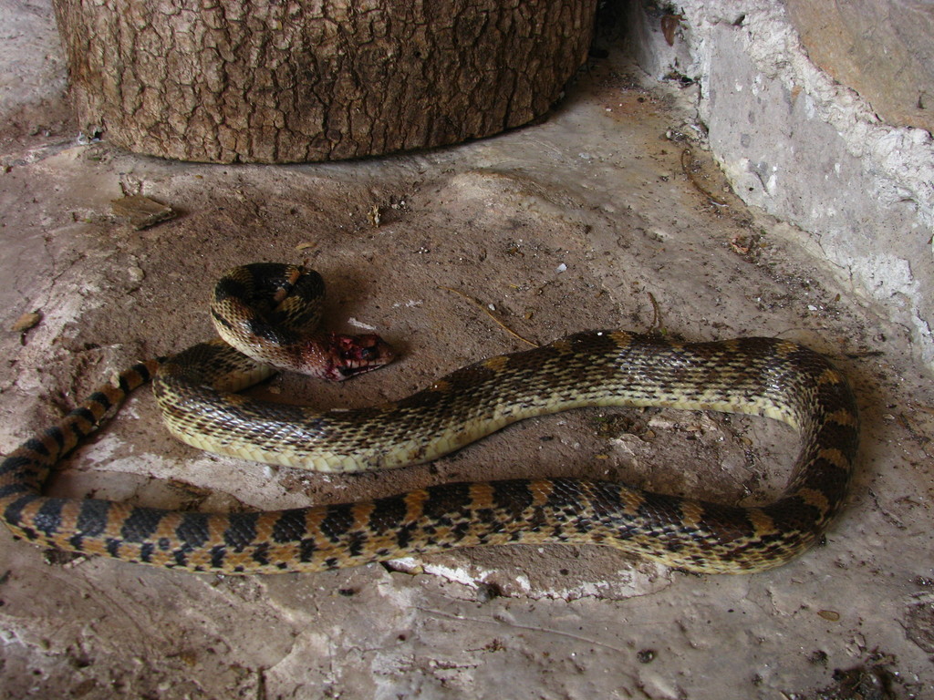 Mexican Bull Snake from Colón, Qro., México on August 25, 2016 at 01:34 ...