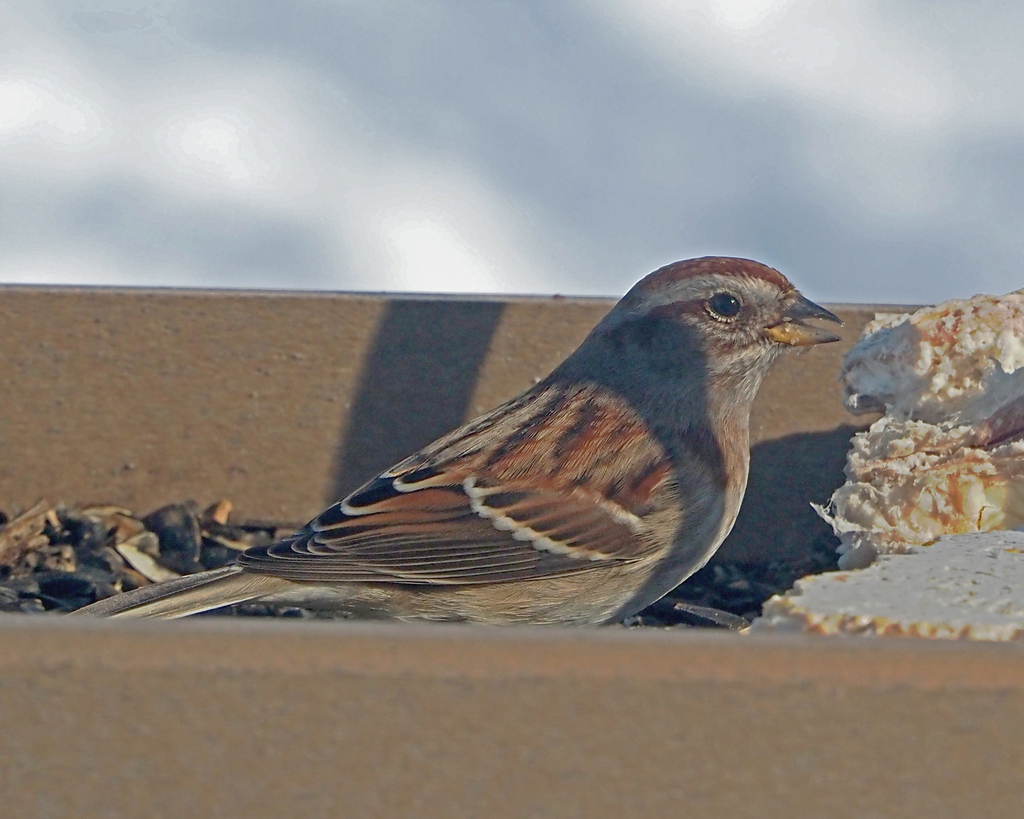 American Tree Sparrow from Salem, NH 03079, USA on January 29, 2025 at ...