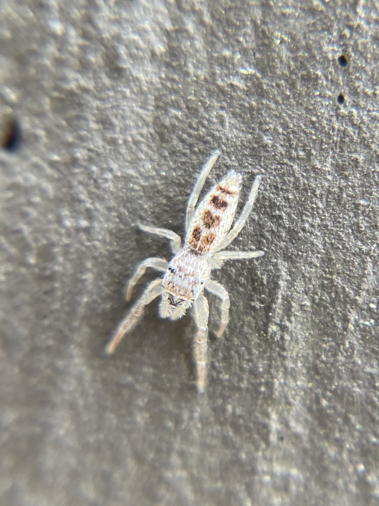 White-jawed Jumping Spider in January 2025 by northerly · iNaturalist