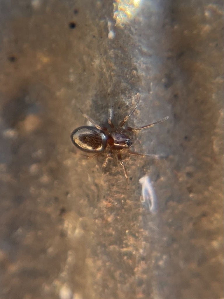 Dwarf Spiders in January 2025 by northerly · iNaturalist
