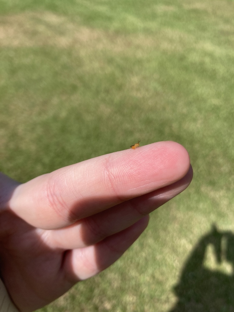 Winged and Once-winged Insects from Avenida Jadwin, Colon, PA on ...